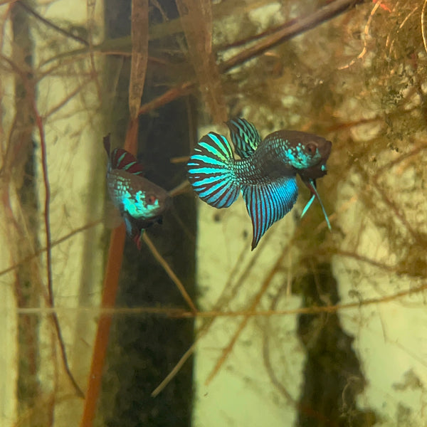 Betta mahachaiensis – Le Onde