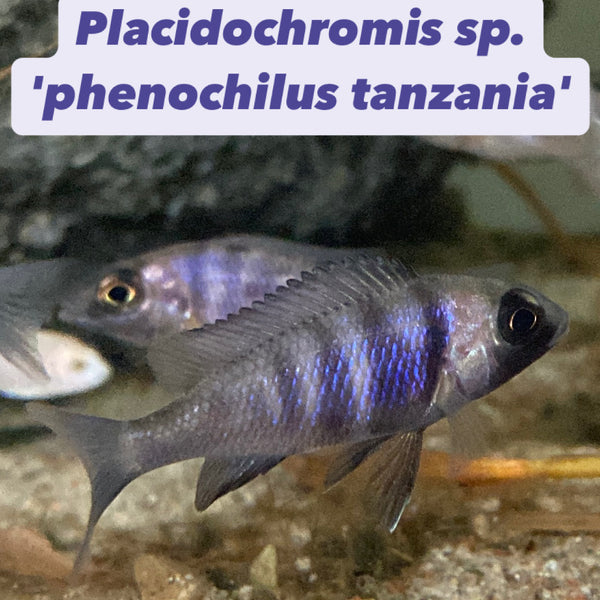 Placidochromis sp. phenochilus Tanzania – Le Onde
