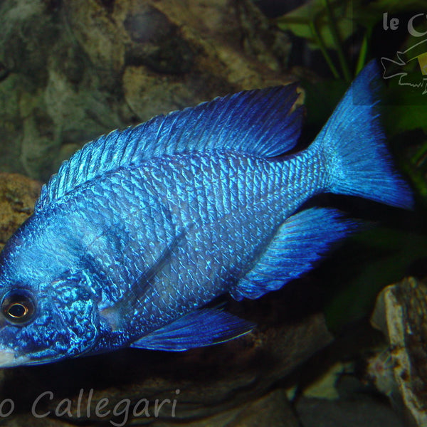 Placidochromis phenochilus Mdoka Reef "white lips" – Le Onde