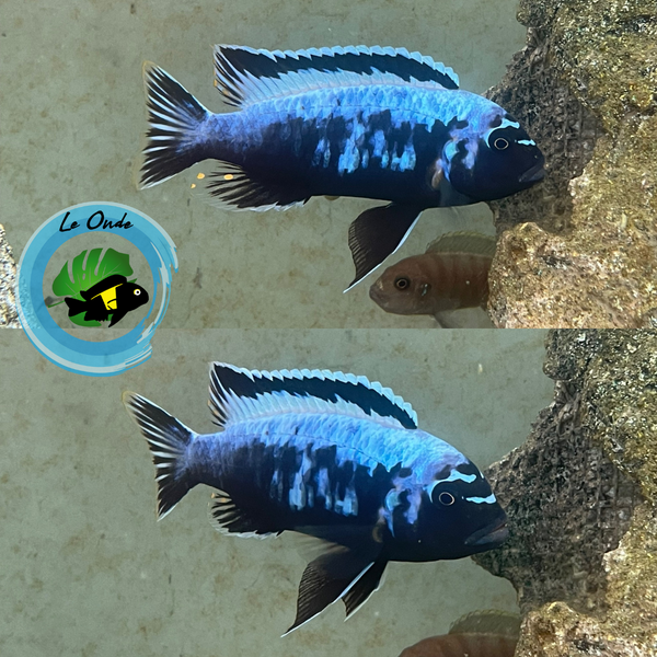 Metriaclima sp. msobo Magunga – Le Onde